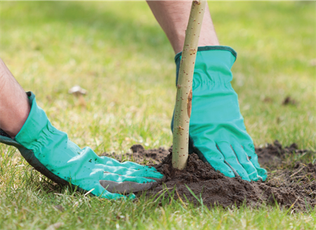 Street Tree Planting - City of Sioux Falls